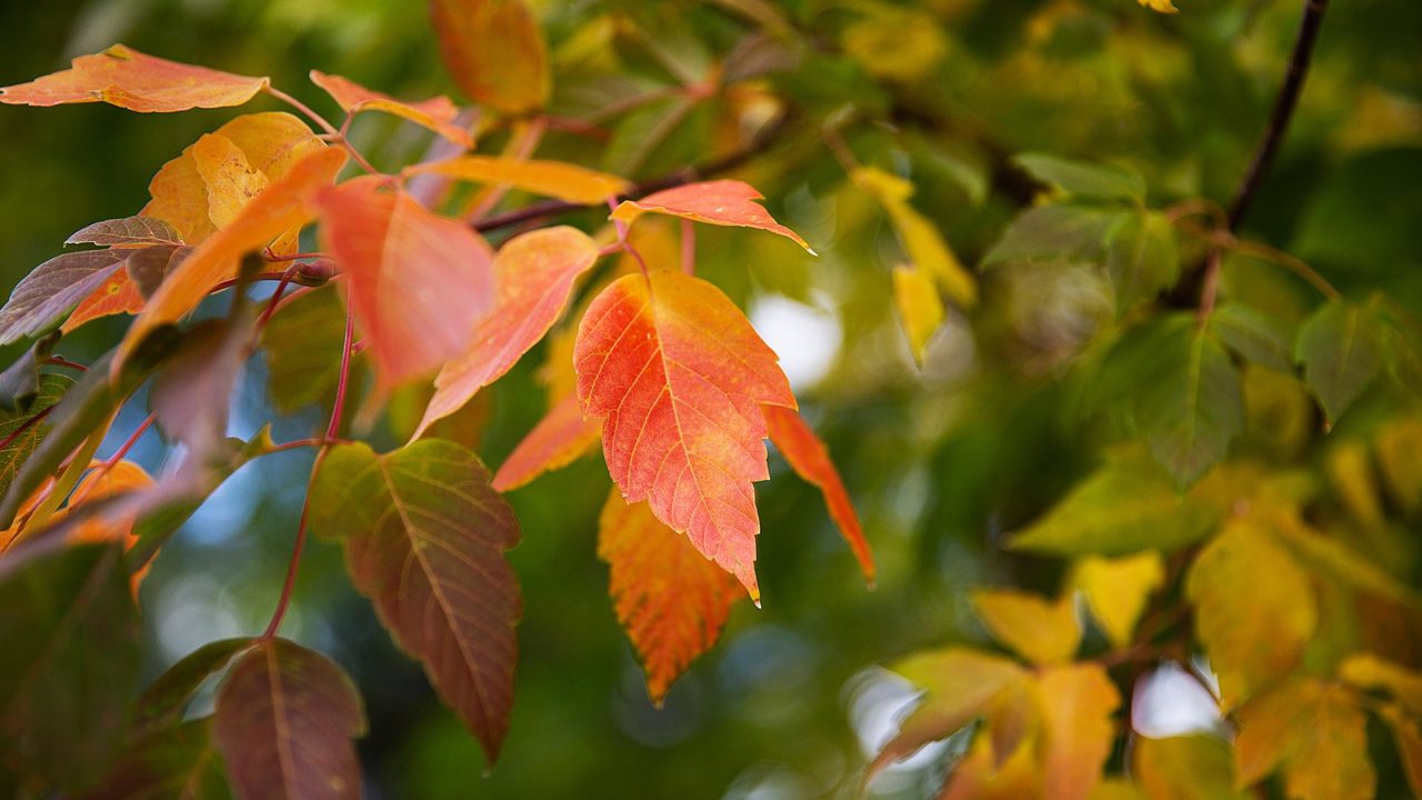 Best leaf-peeping locations near Denver - MSU Denver RED