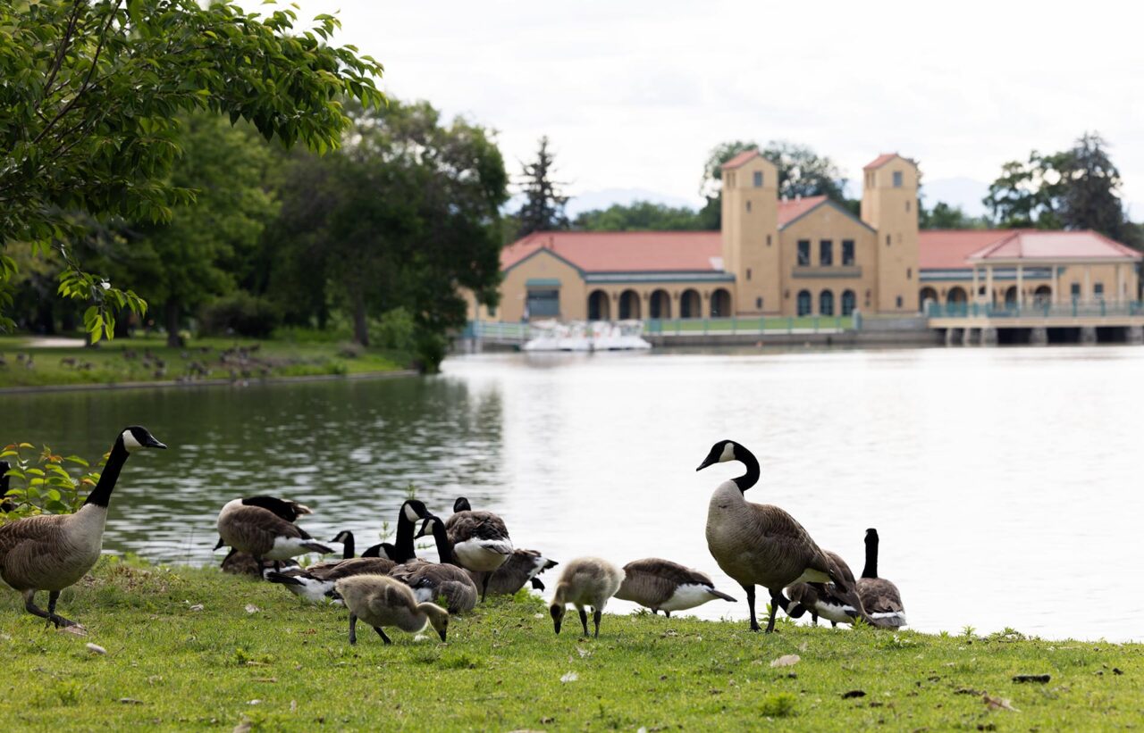 Denver After Dawn: best birdwatching spots - MSU Denver RED